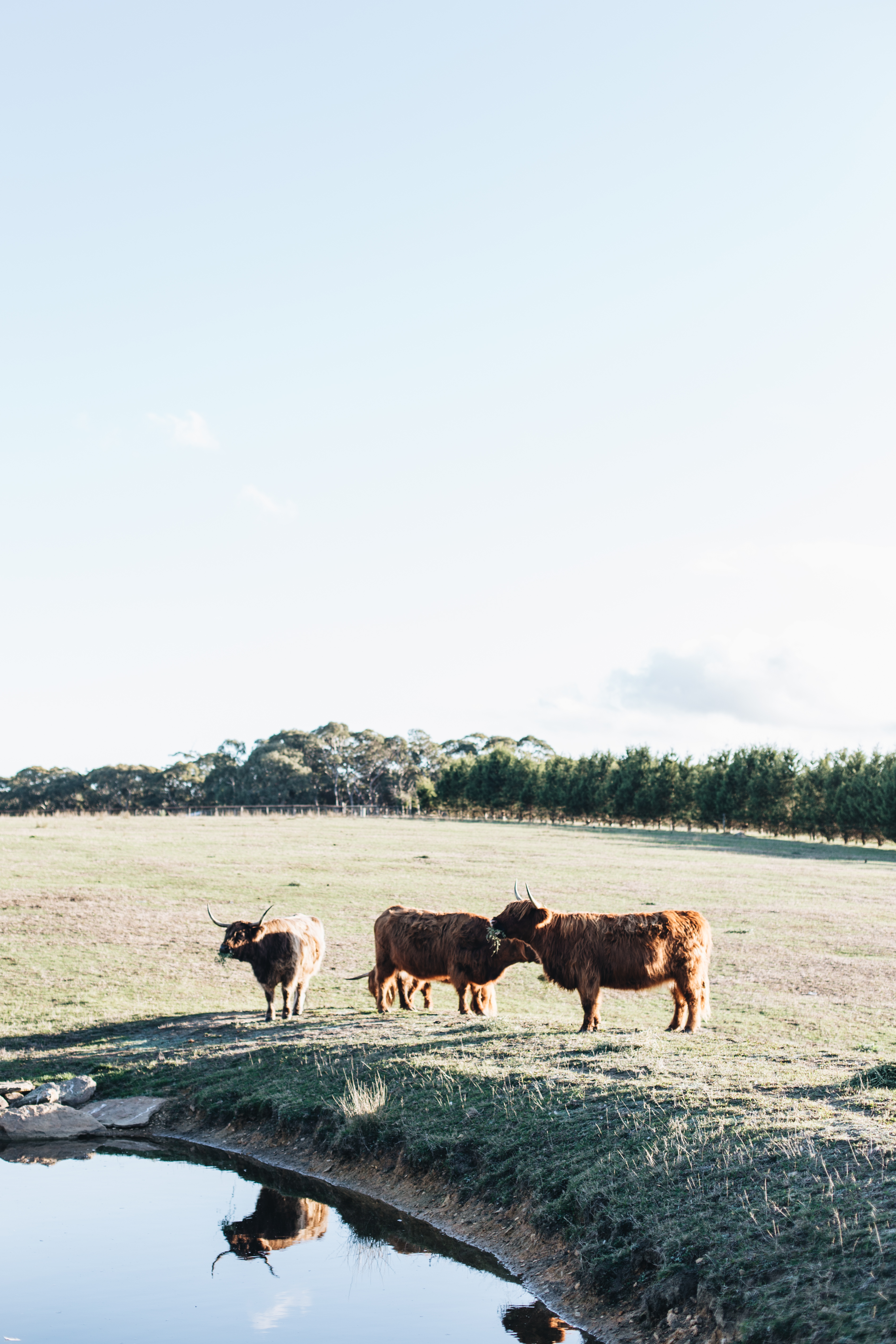 Redleaf Farm 0411 763 373 – Award winning produce and unique farmstay ...