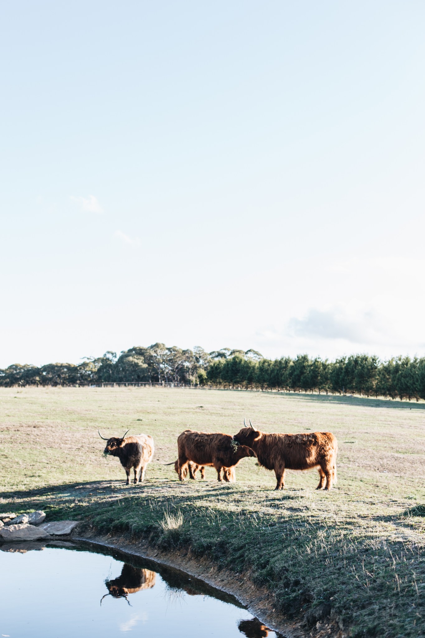 Redleaf Farm 0411 763 373 – Award winning produce and unique farmstay ...
