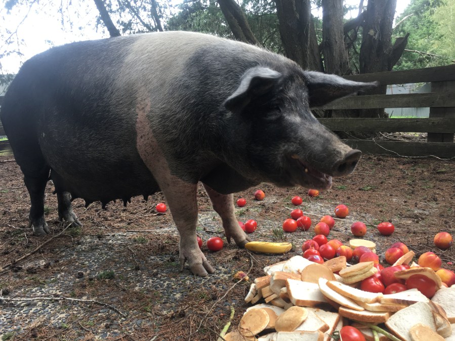 Redleaf Pork – Redleaf Farm 0411 763 373