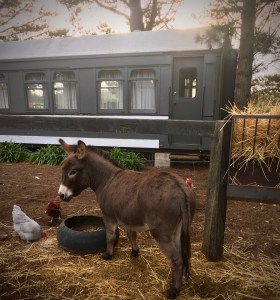 Redleaf Carriages – Redleaf Farm 0411 763 373