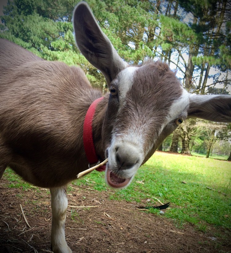 Farm Tours – Redleaf Farm 0411 763 373