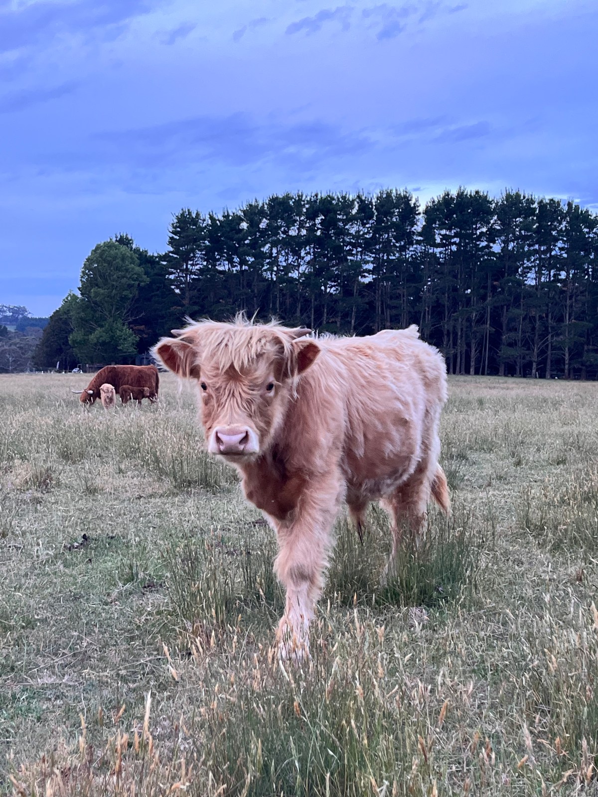 Farm Life – Redleaf Farm 0411 763 373